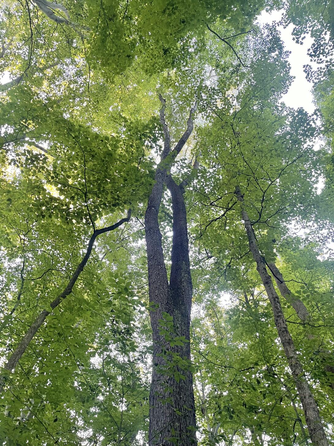 Black Cherry | CMP Tree Selection Tool